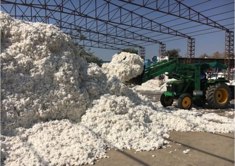 Cotton Prices Decline After Centre Removes Import Duty - Textile Insights