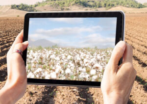 Yagi & Co Launches Cotton iD For Enhanced Organic Cotton Traceability ...