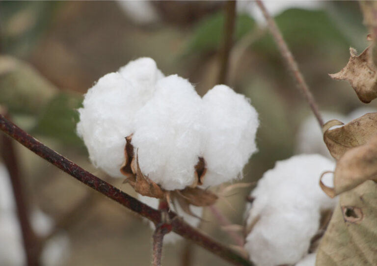 Increase In Acreage To Boost Cotton Production In Myanmar - Textile ...