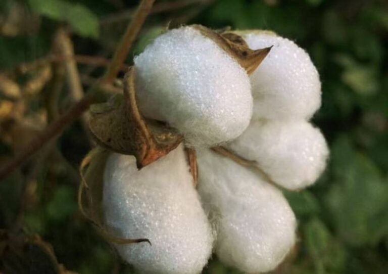 GOTS Satellite Project To Map Organic Cotton Sowing In India - Textile ...