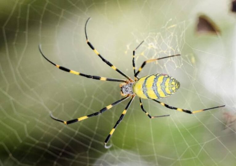 Kraig Biocraft Labs Announces Record-Breaking BAM-1 Spider Silk ...