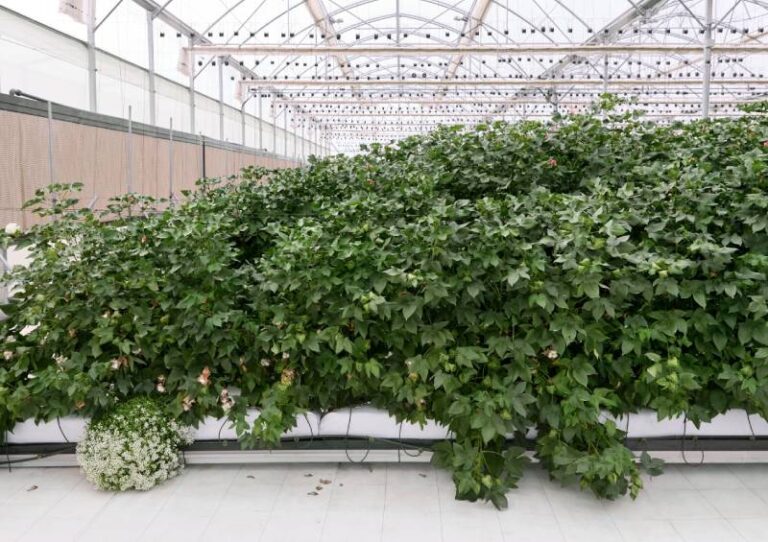 Burberry Unveils Innovative Scarf Made With Brewed Protein Fibre ...