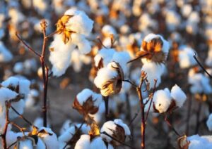 CAI Raises 2024-25 Cotton Pressing Estimate To 304.25 Lakh Bales ...