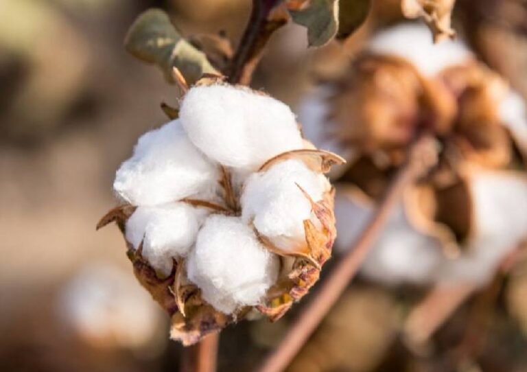 India Waives Cotton Import Duty Till Sept 30 - Textile Insights