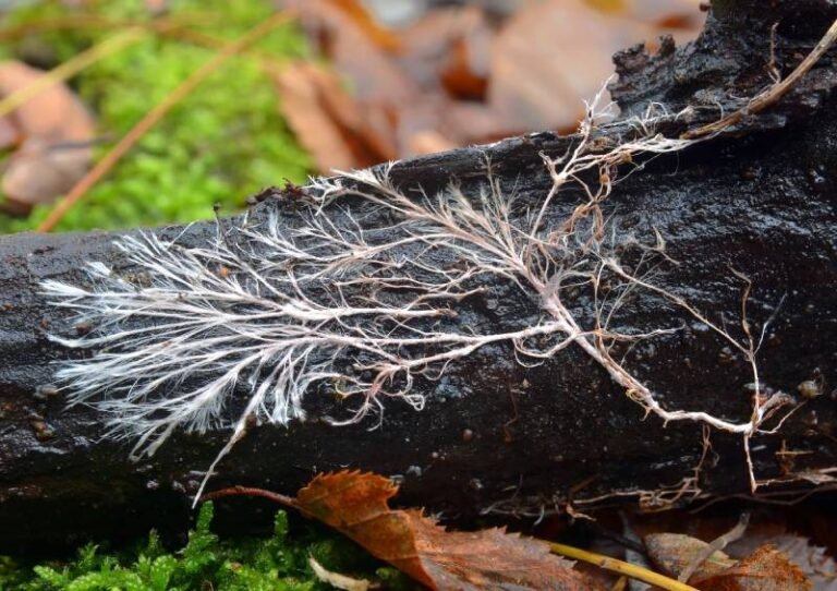 Fungi-Based Insulation Emerges As Top Solution For Fast-Fashion Waste ...