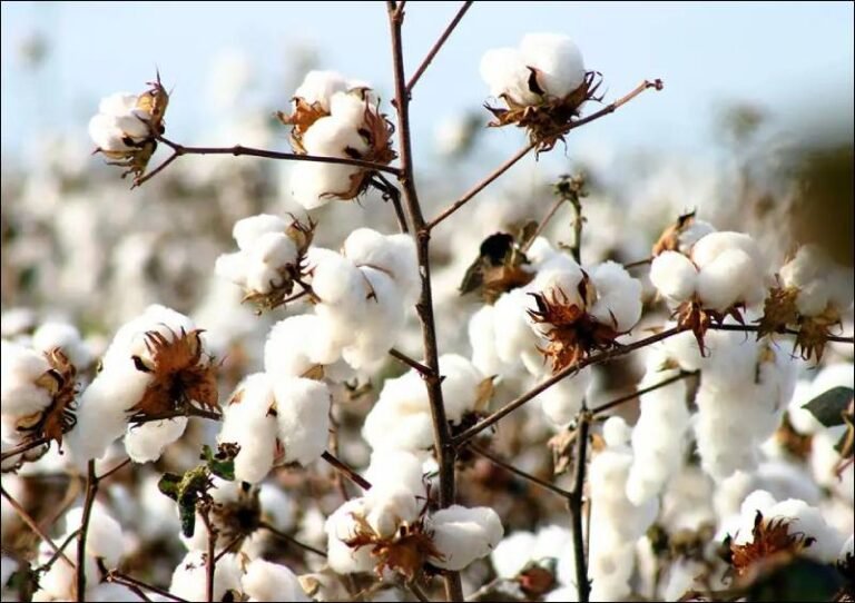 Probe Launched Into Alleged Organic Cotton Certification Fraud ...